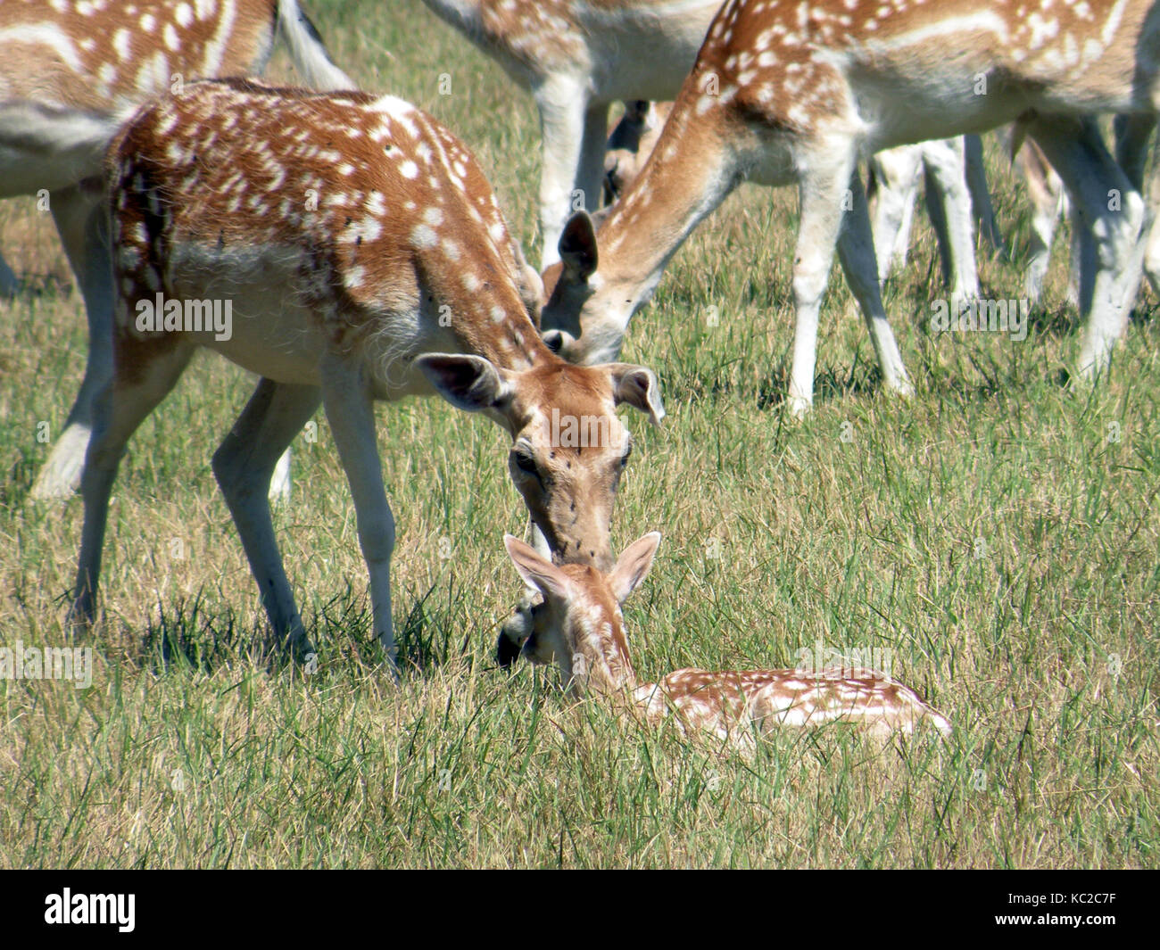 Female chital and fawn hi-res stock photography and images - Alamy