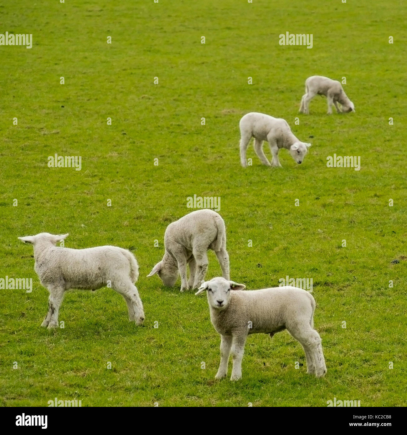 Five Sheep