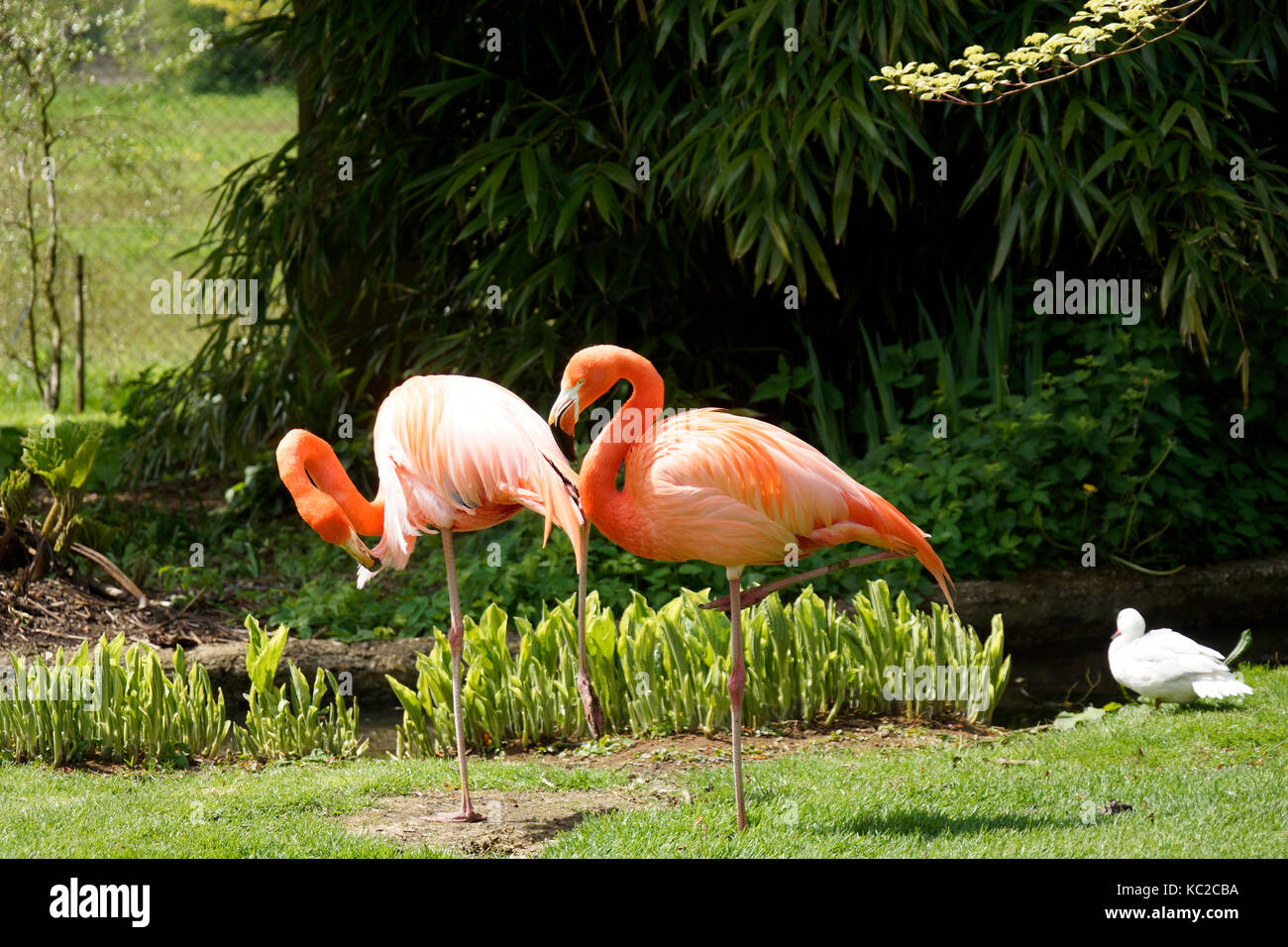 Two pink flamingos Stock Photo - Alamy