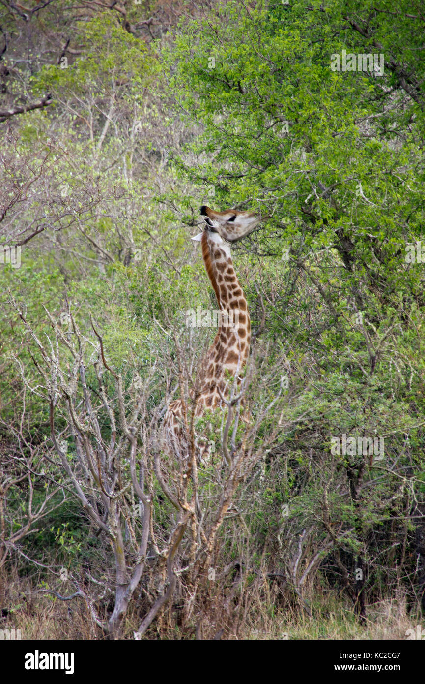 Giraffe eating from a tree Stock Photo - Alamy