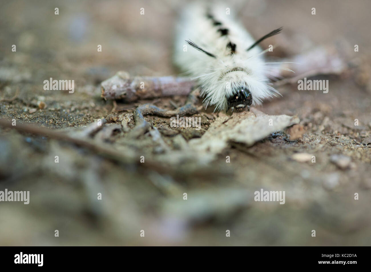 Caterpillar rash hi-res stock photography and images - Alamy