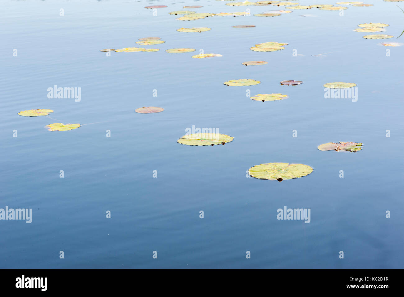 Lily Pads on a Pond Stock Photo - Alamy