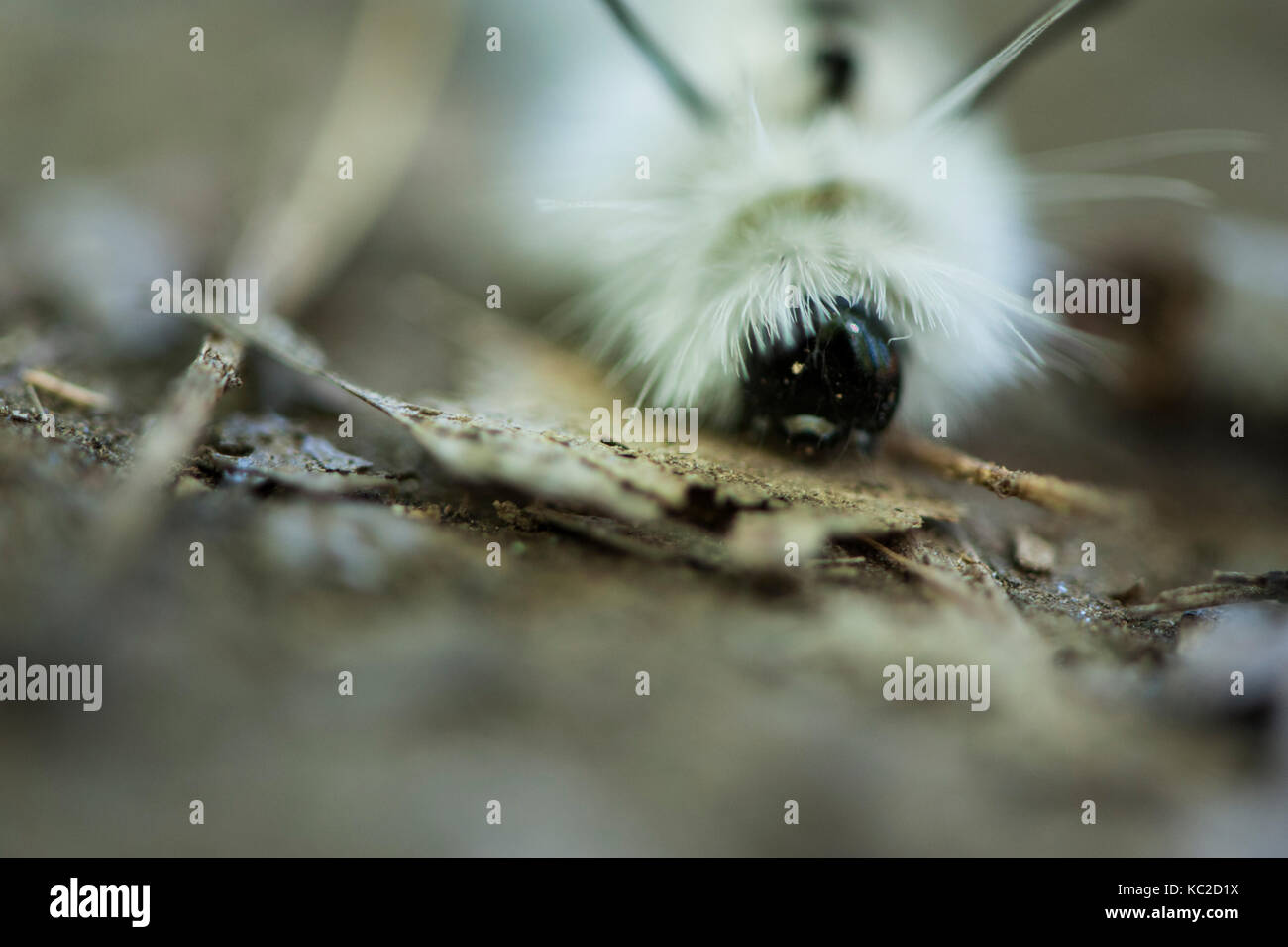 Caterpillar rash hi-res stock photography and images - Alamy