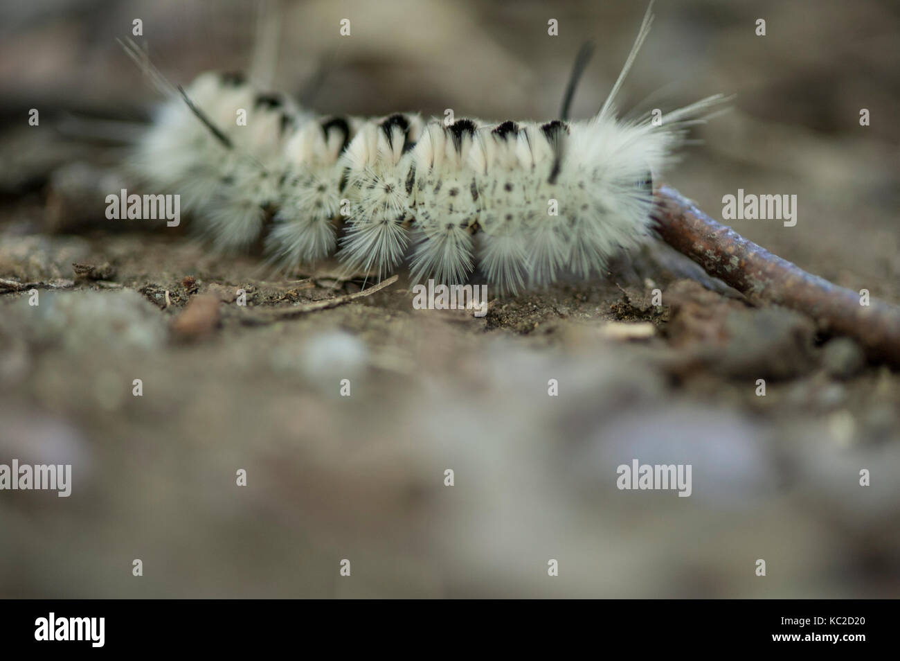 Caterpillar rash hi-res stock photography and images - Alamy