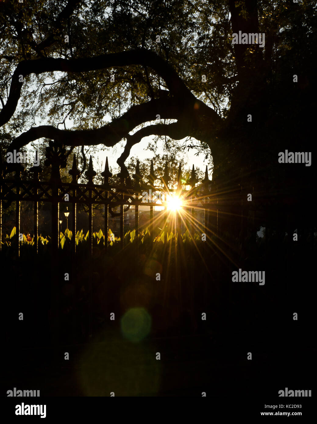 Sun Shining Through Iron Wrought Fence Beneath a Tree Limb Stock Photo ...