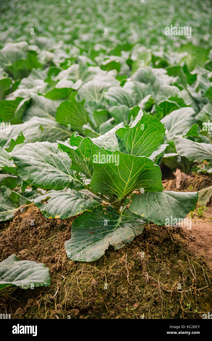 Cabbage that grows in the garden Stock Photo - Alamy