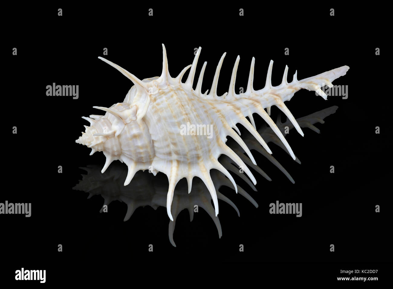 Murex sea snail hi-res stock photography and images - Alamy