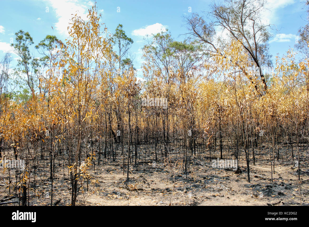 Bush Fire Aftermath Queensland Australia Stock Photo - Alamy