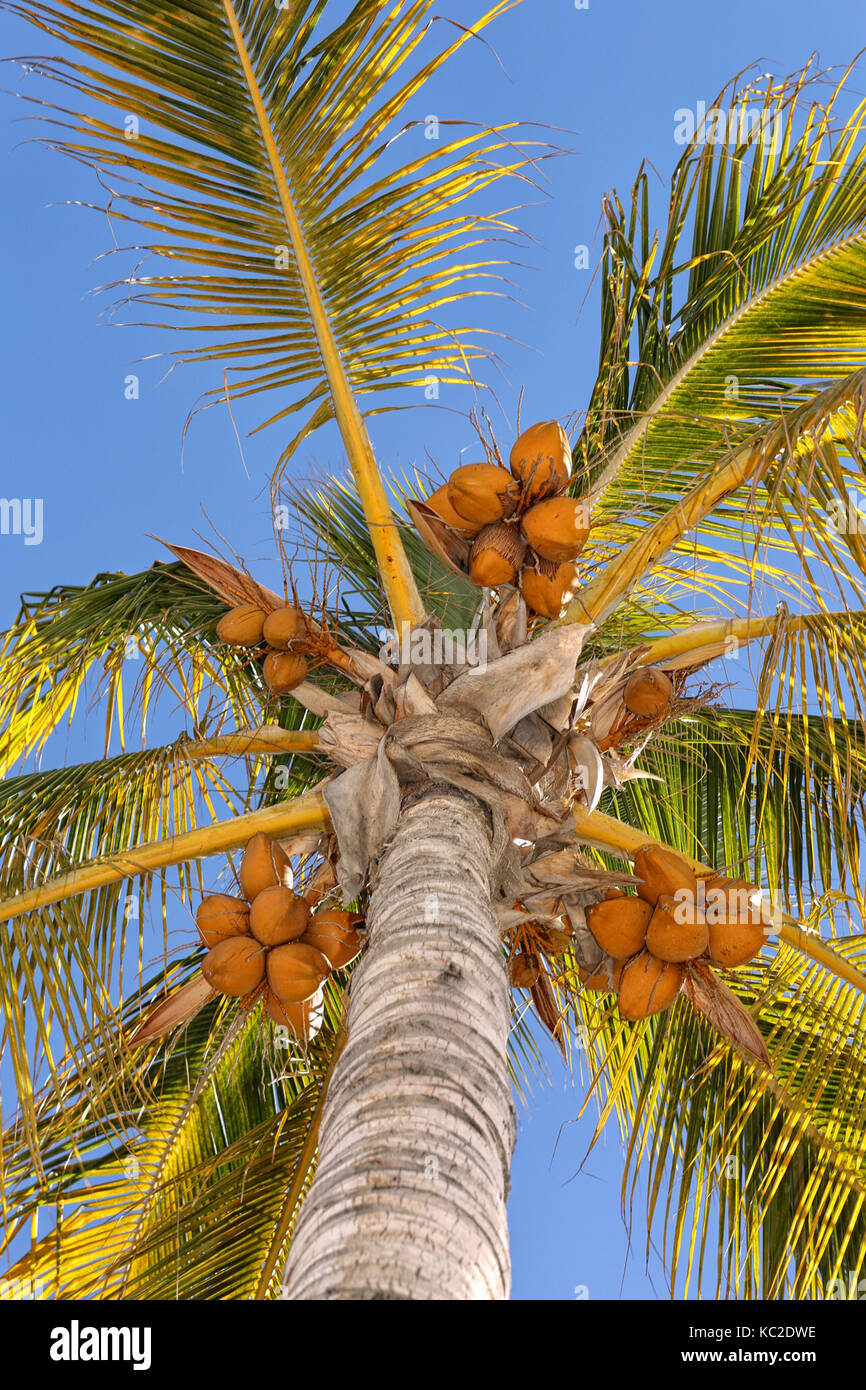 coconut tree in Mexico against the blue sky Stock Photo - Alamy