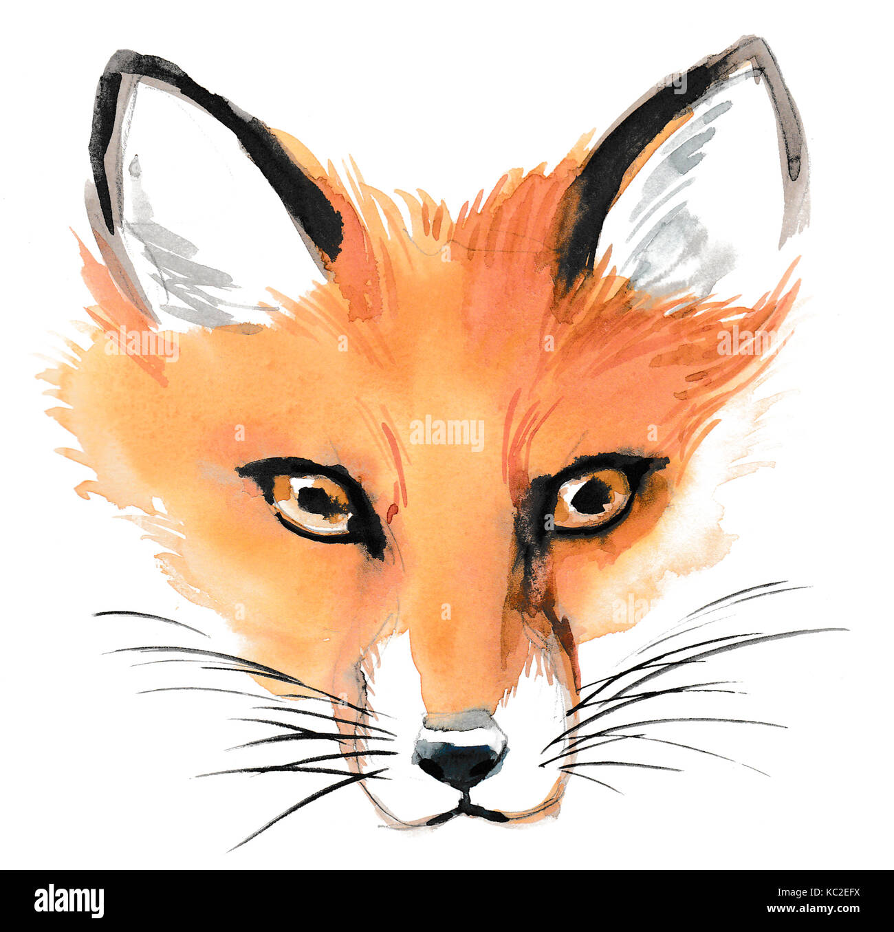 Watercolor fox hi-res stock photography and images - Alamy