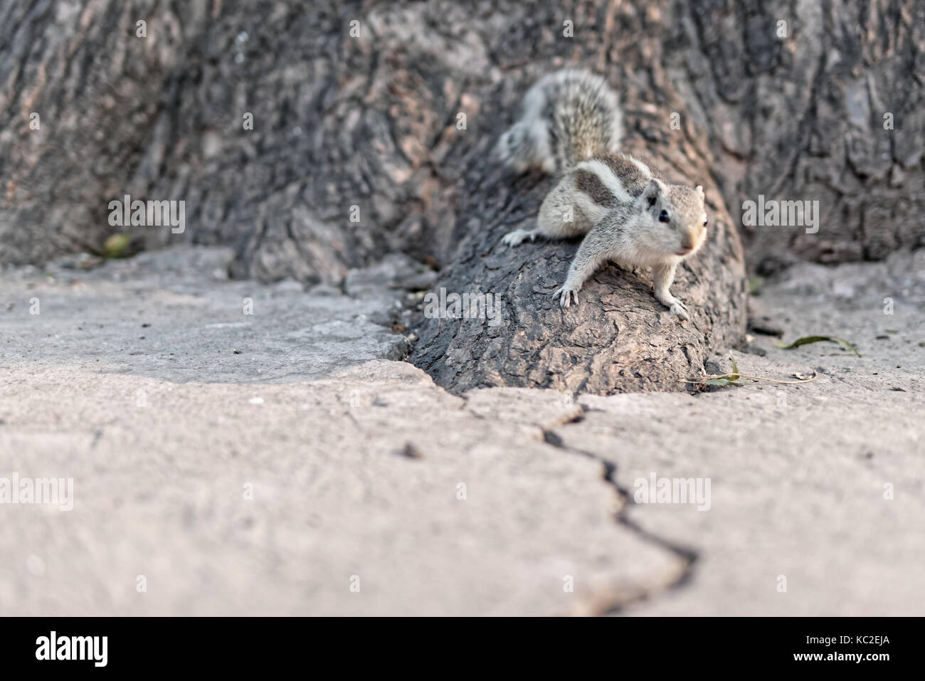 Qutub minar tree hi-res stock photography and images - Alamy