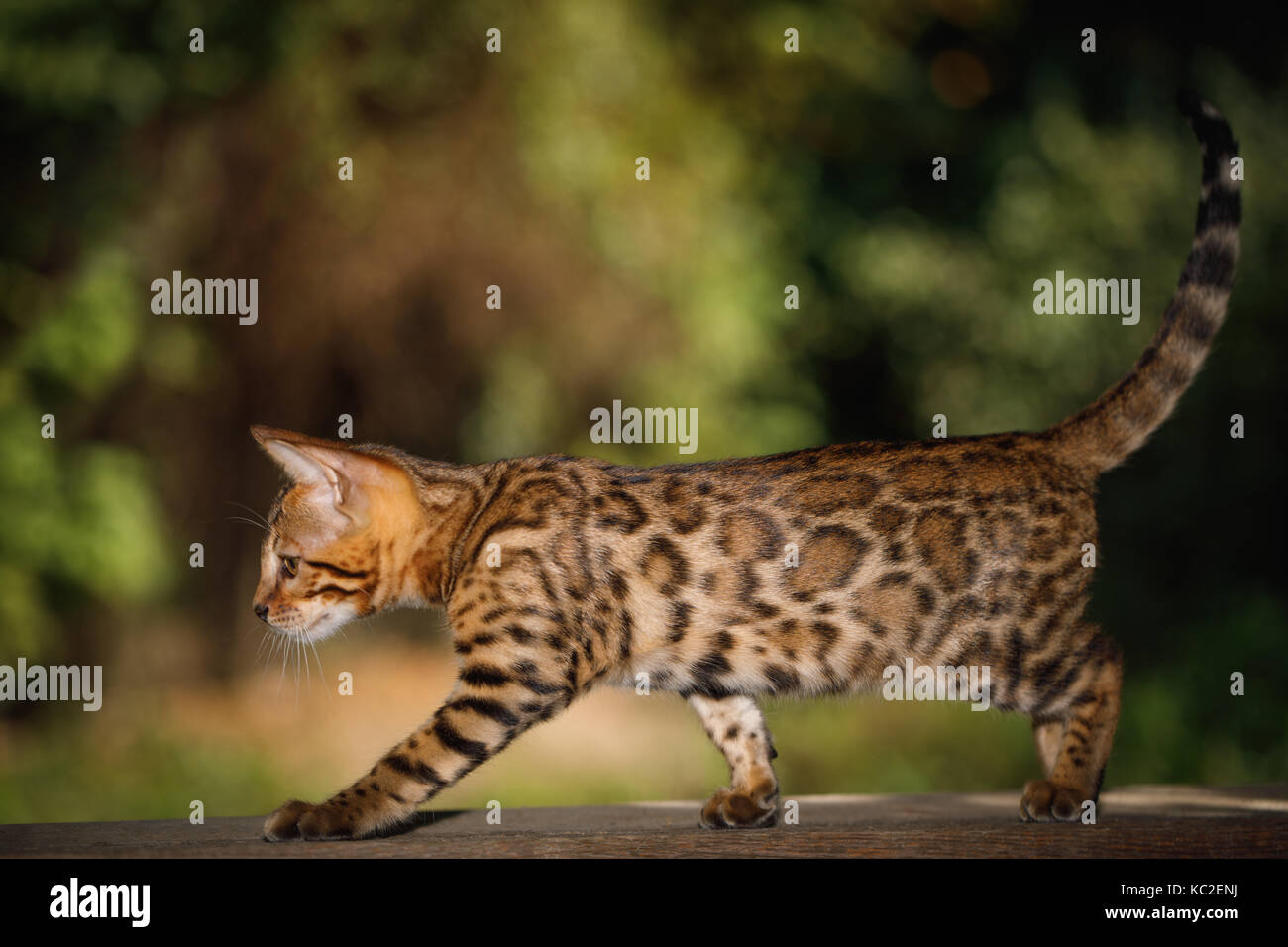 Bengal Cat with gold fur walk on plank outdoor, side view Stock Photo ...