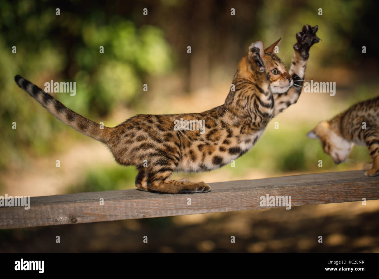 Playful Bengal Cat with gold fur hunt outdoor, side view Stock Photo ...