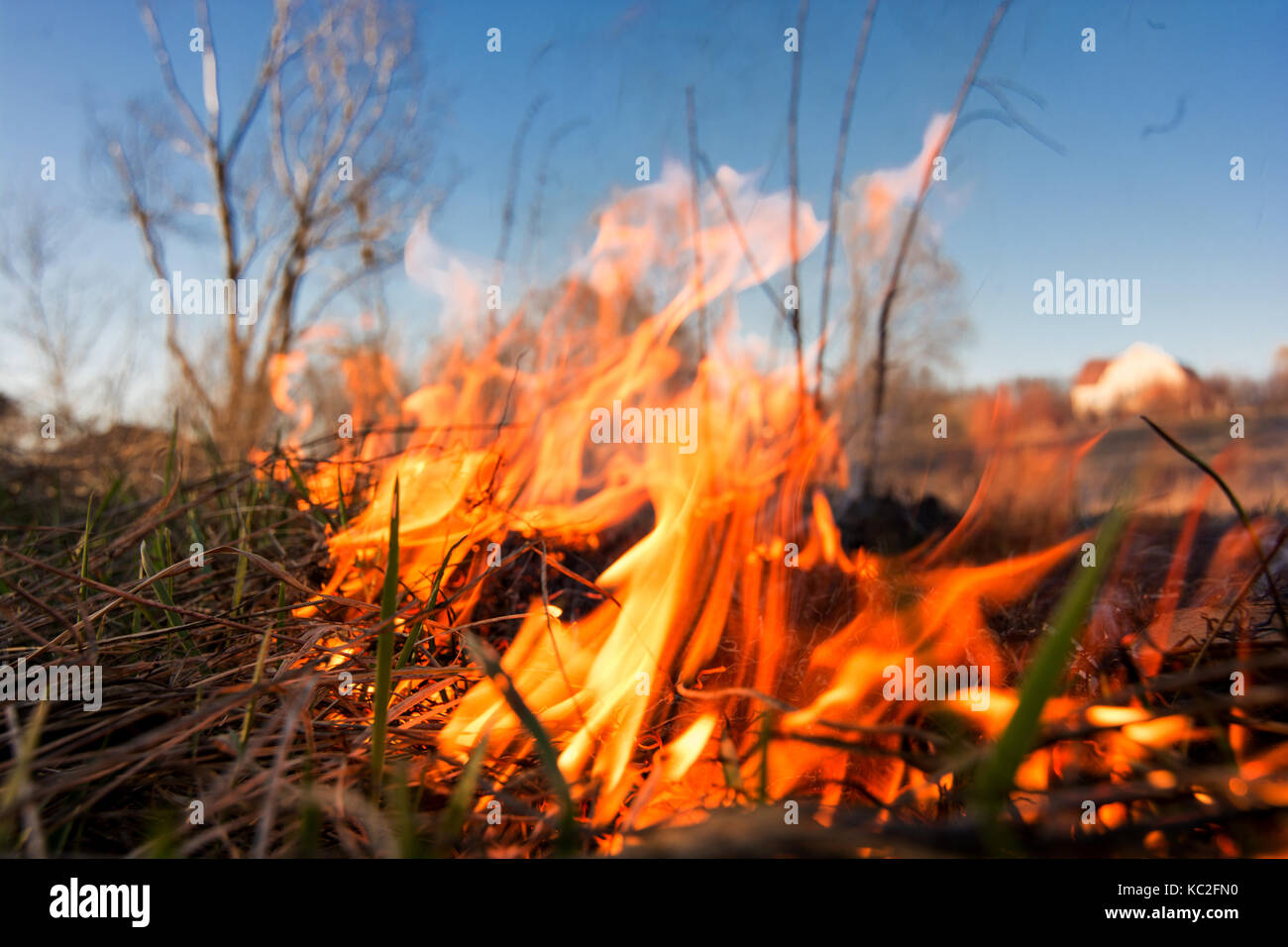 Forest or field fire. tree is burned to the ground a lot of fire when ...