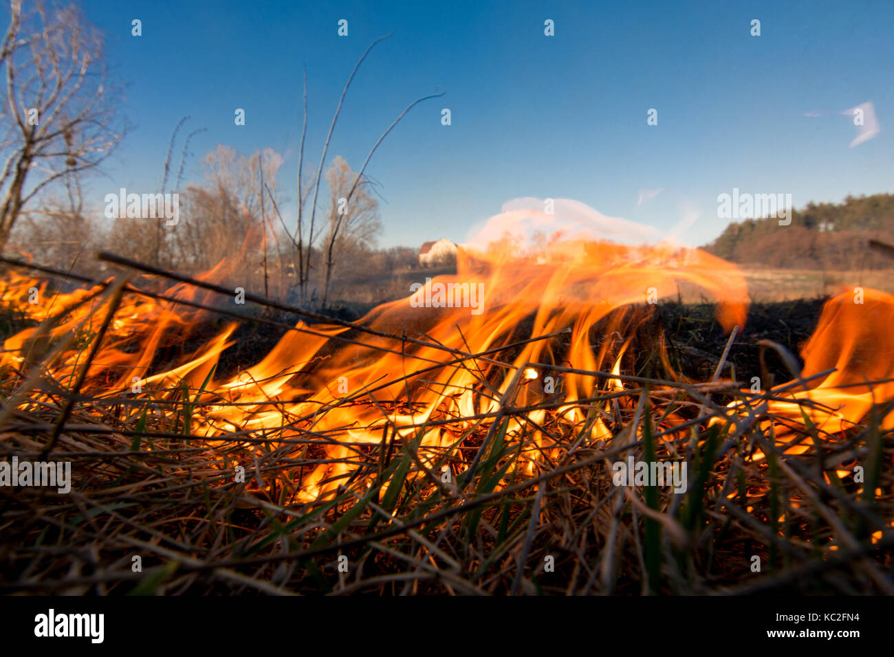 Forest or field fire. tree is burned to the ground a lot of fire when ...