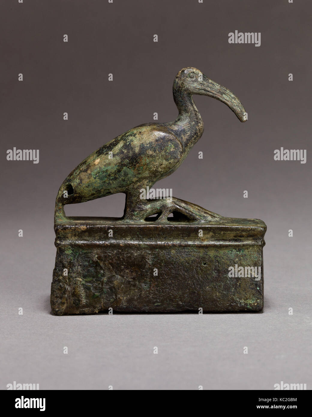 Mummy ibis hi-res stock photography and images - Alamy