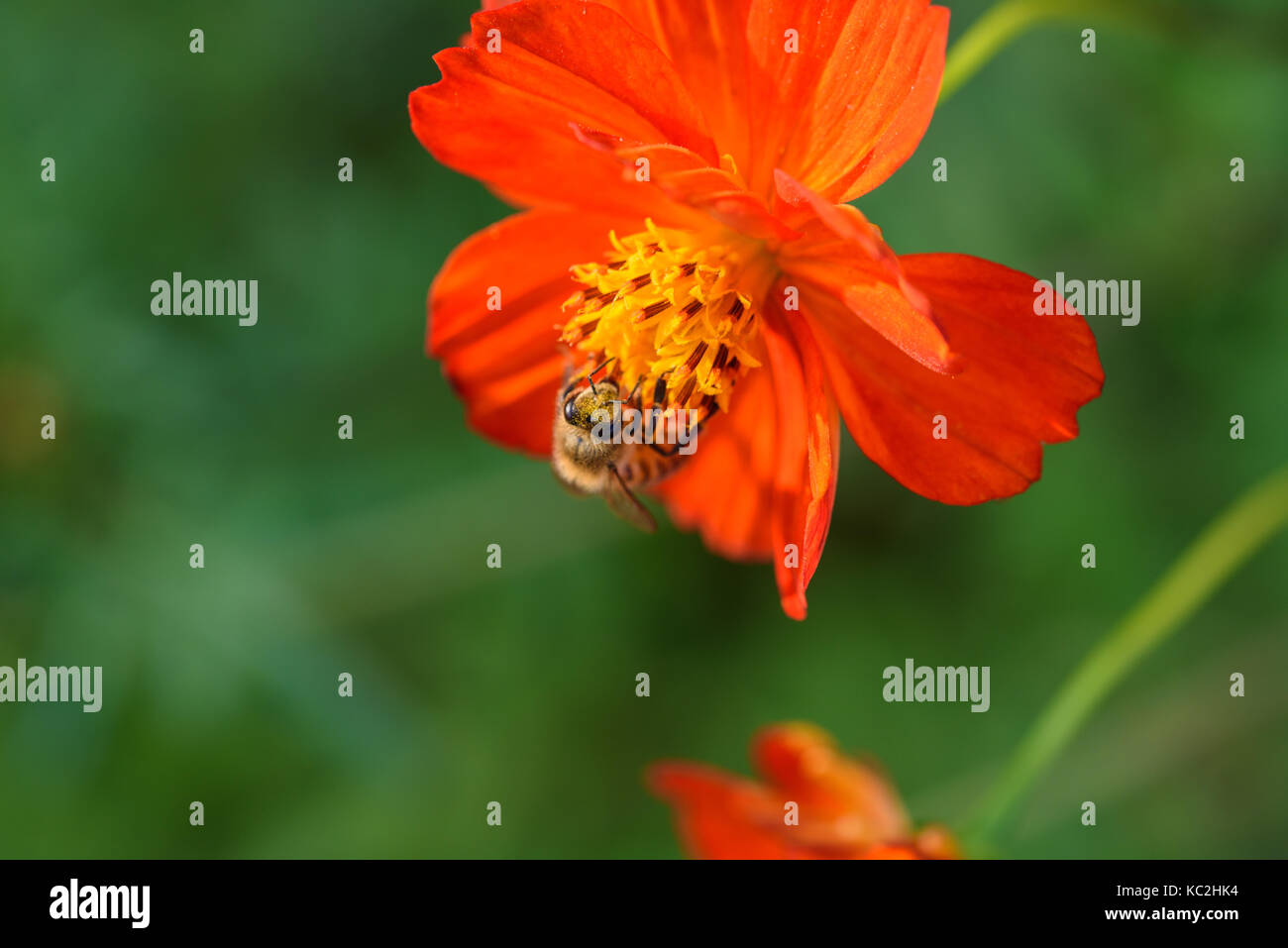 Orange flowers and bees Stock Photo - Alamy