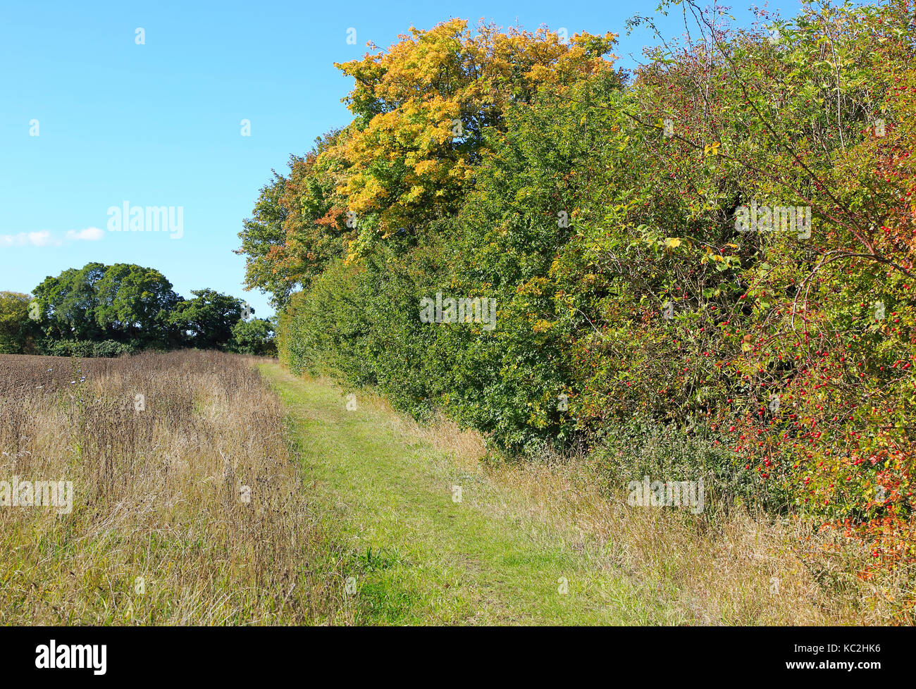 Hedge row colours hi-res stock photography and images - Alamy