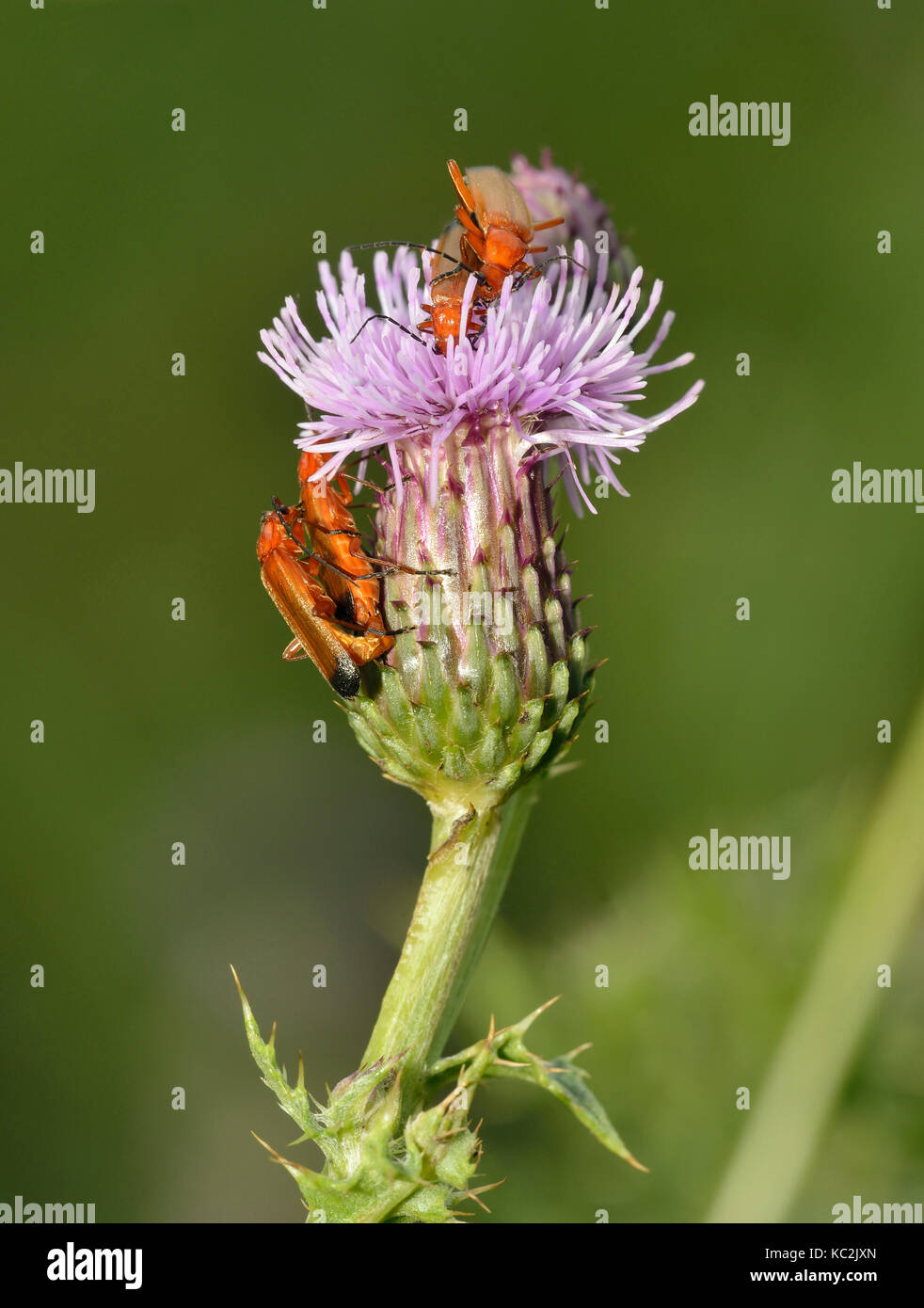 Red Soldier Beetle - Rhagonycha fulva On Creeping Thistle - Cirsium ...