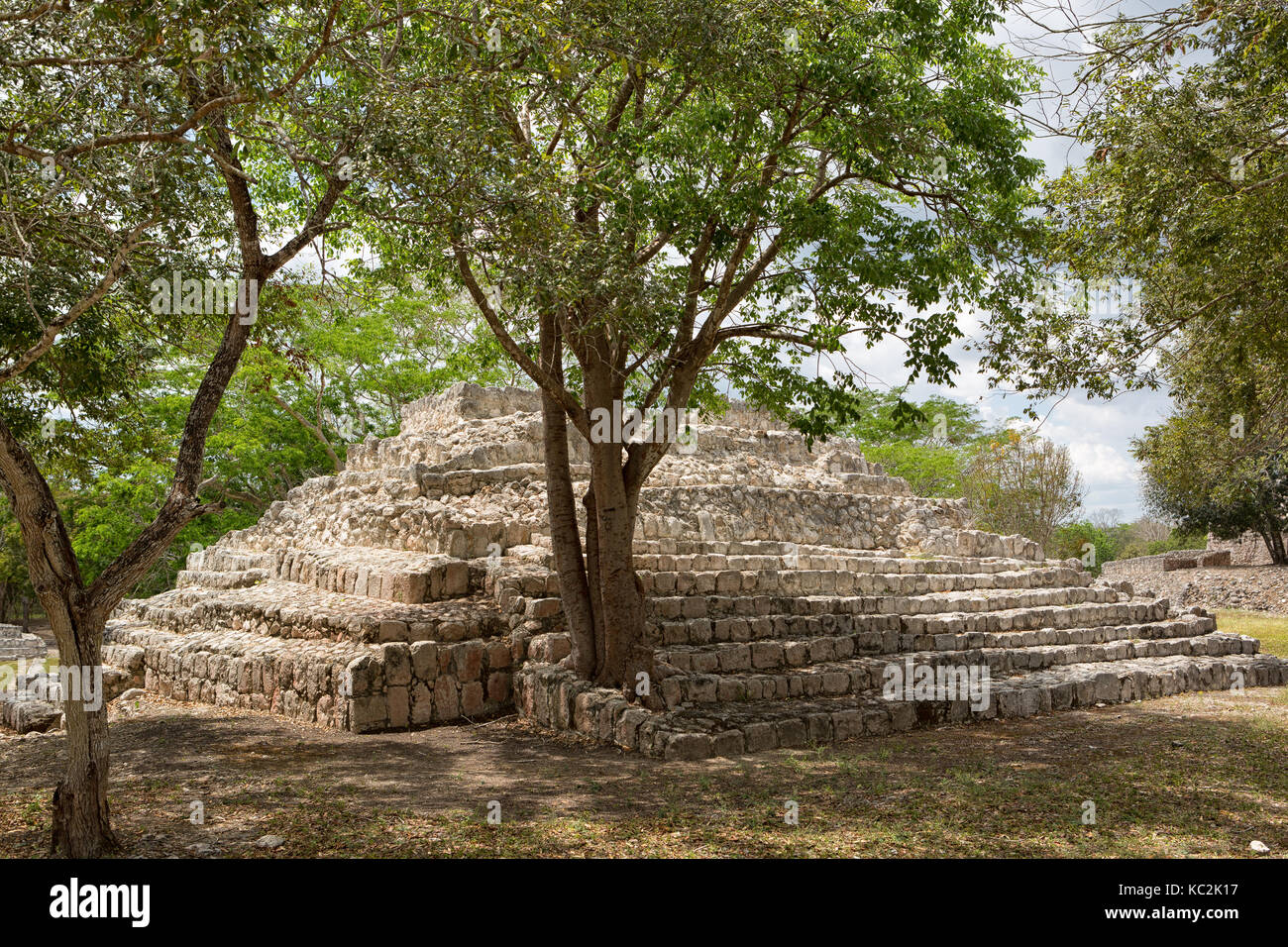 tree grows out of a smaller pyramid at the Edzna archaeological site in ...