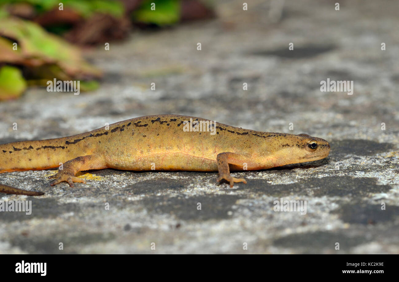 Palmate newt uk hi-res stock photography and images - Alamy
