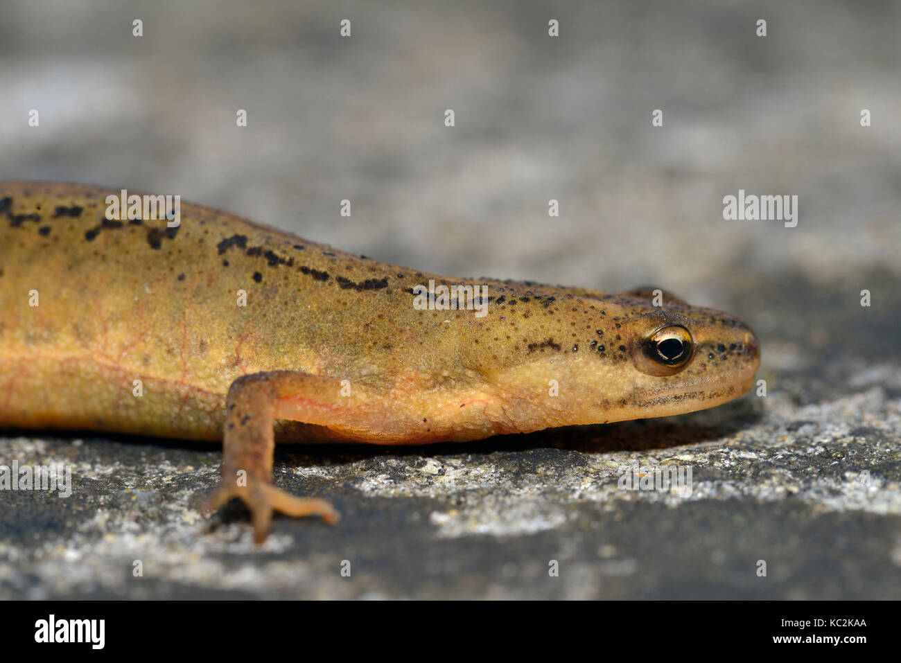 Palmate Newt Uk High Resolution Stock Photography and Images - Alamy