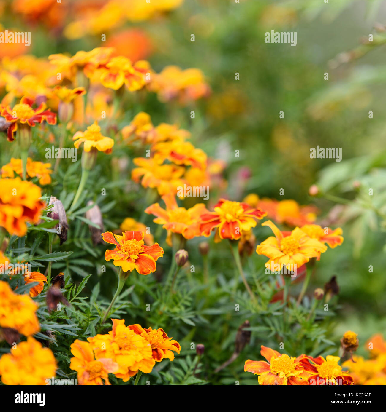 Autumn orange flowers Stock Photo - Alamy