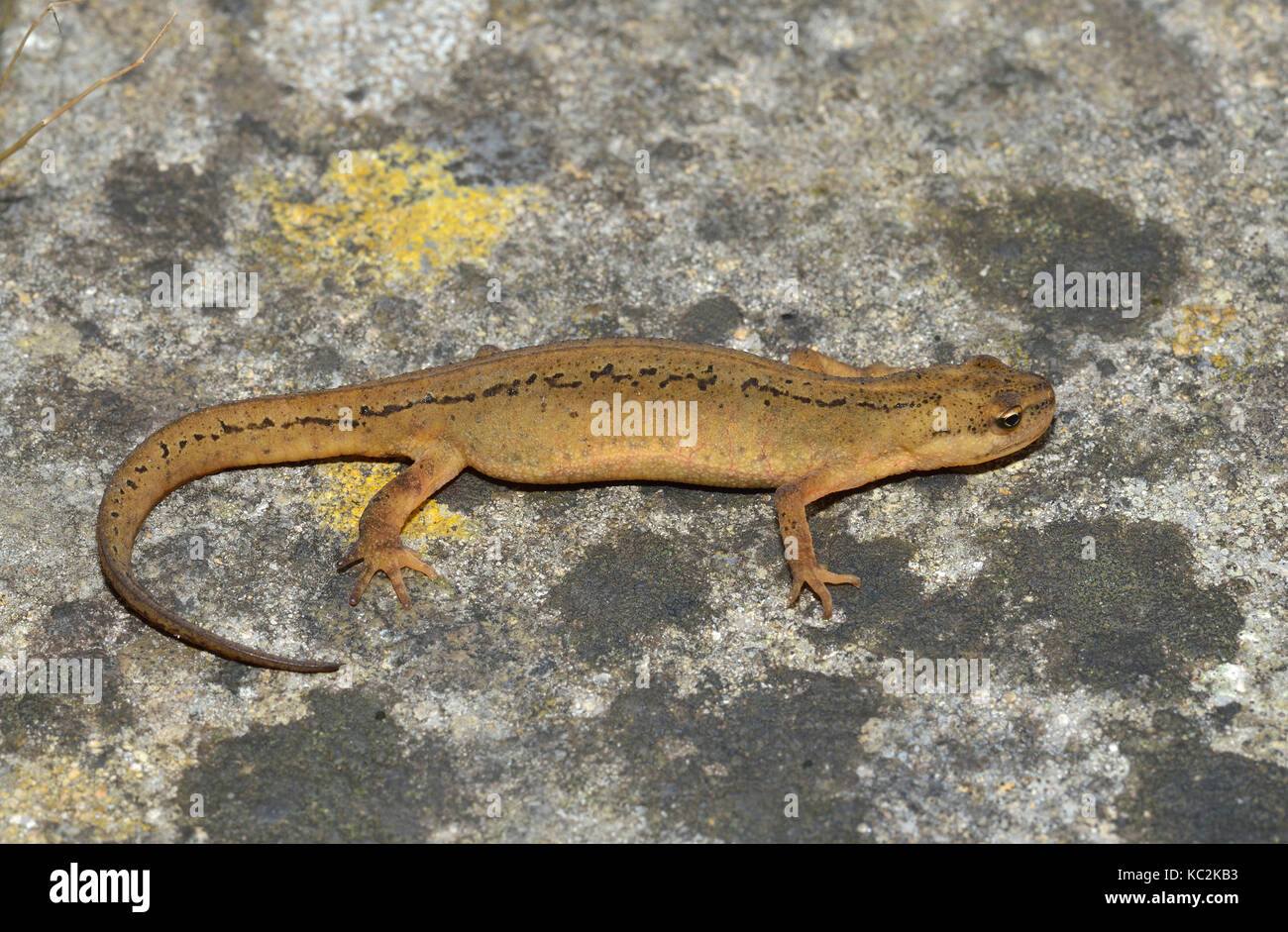 Palmate Newt - Triturus helveticus Non-breading on land Stock Photo - Alamy