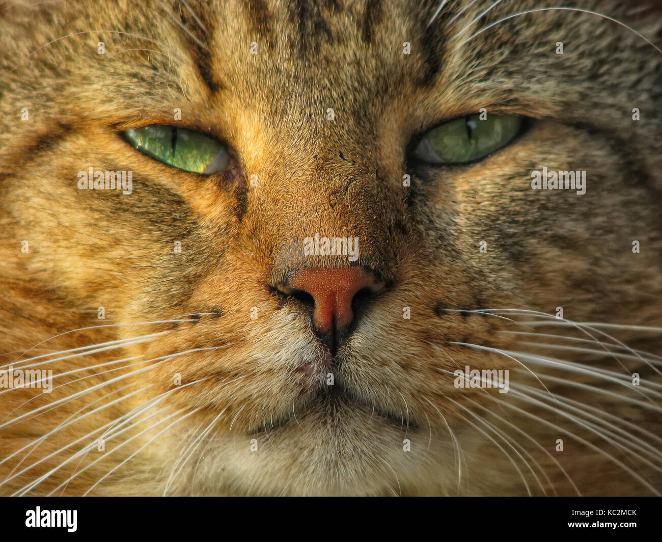 a cat portrait close up Stock Photo - Alamy