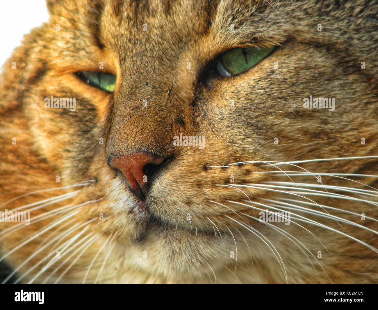 a cat portrait close up Stock Photo - Alamy