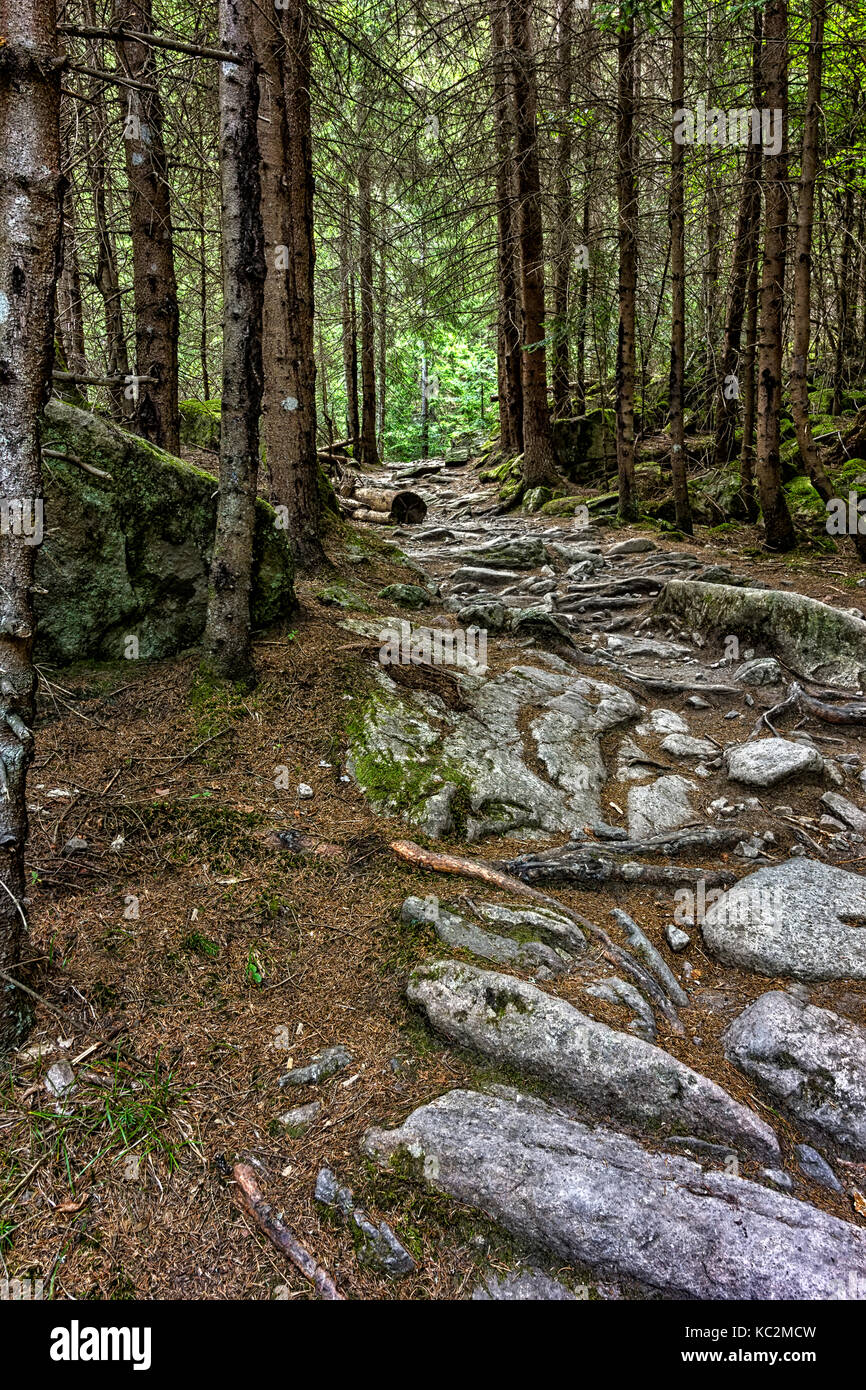 rocky walkway road at wild forest in mountain Stock Photo - Alamy