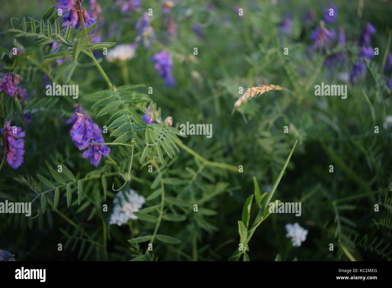 Green meadow with blue and white flowers Stock Photo - Alamy