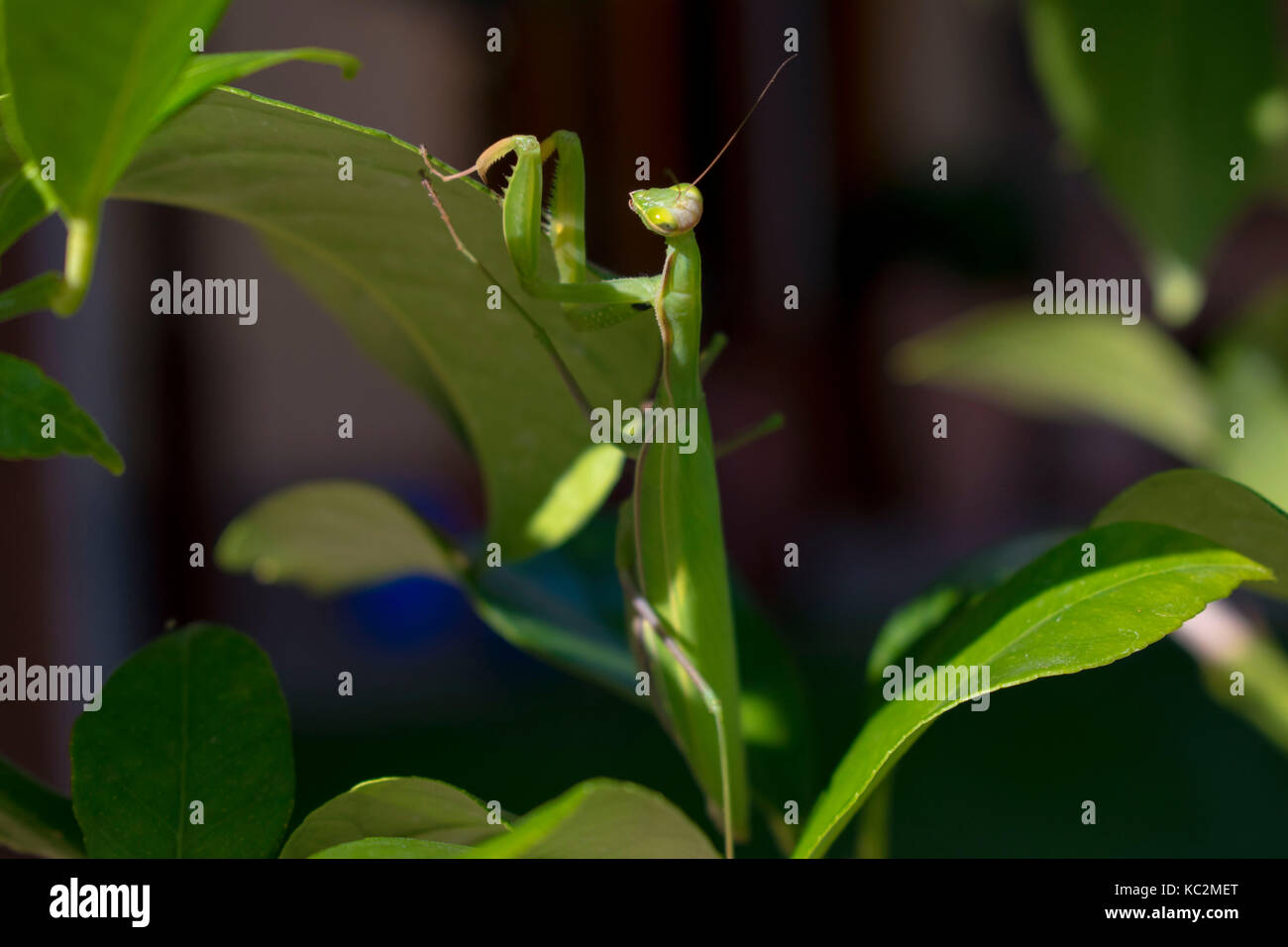 Mantis religiosa climbing on the leaf of a lemon tree Stock Photo - Alamy