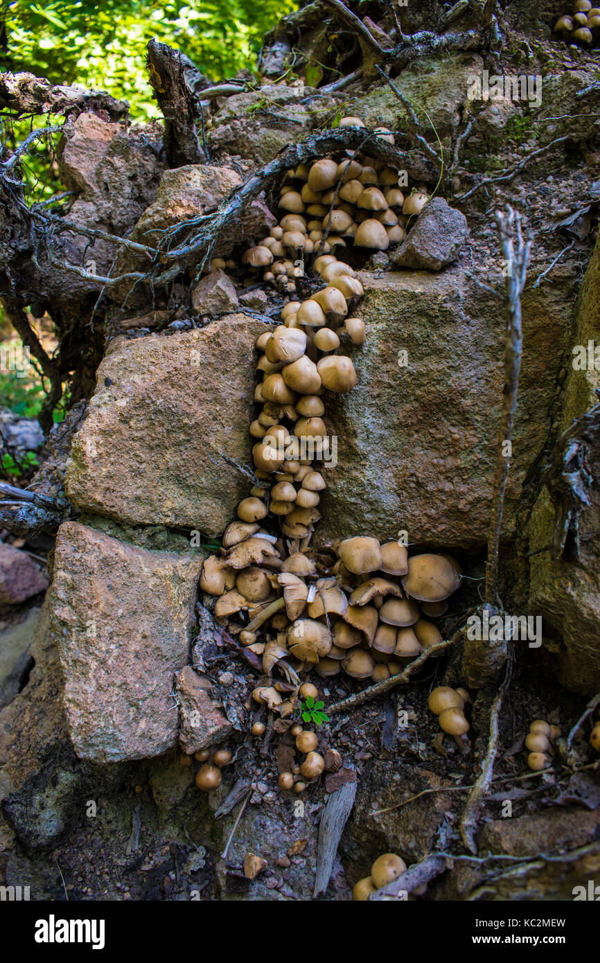 Mushrooms in between rocks and roots Stock Photo - Alamy