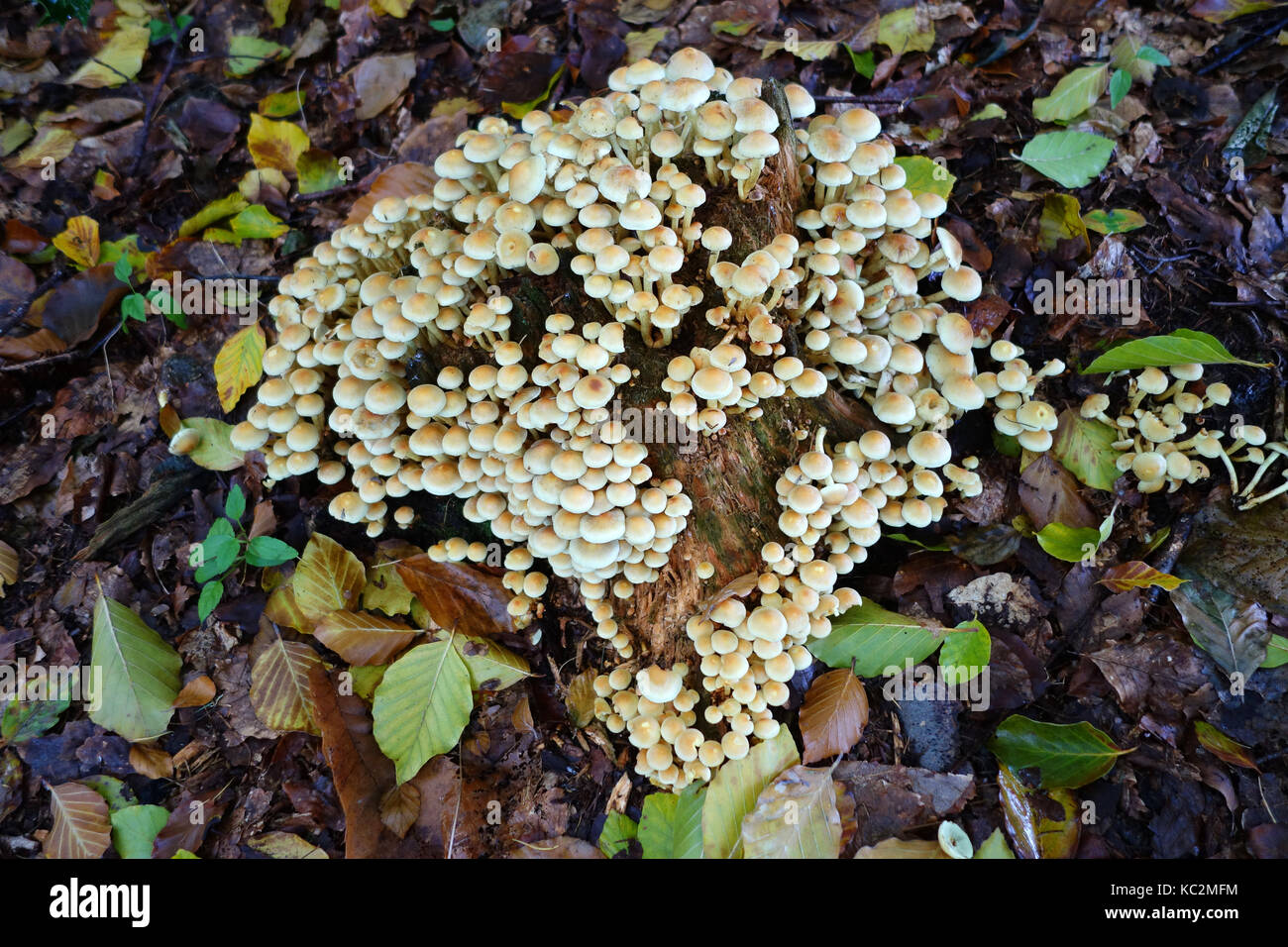 Woodland Fungi High Resolution Stock Photography and Images - Alamy