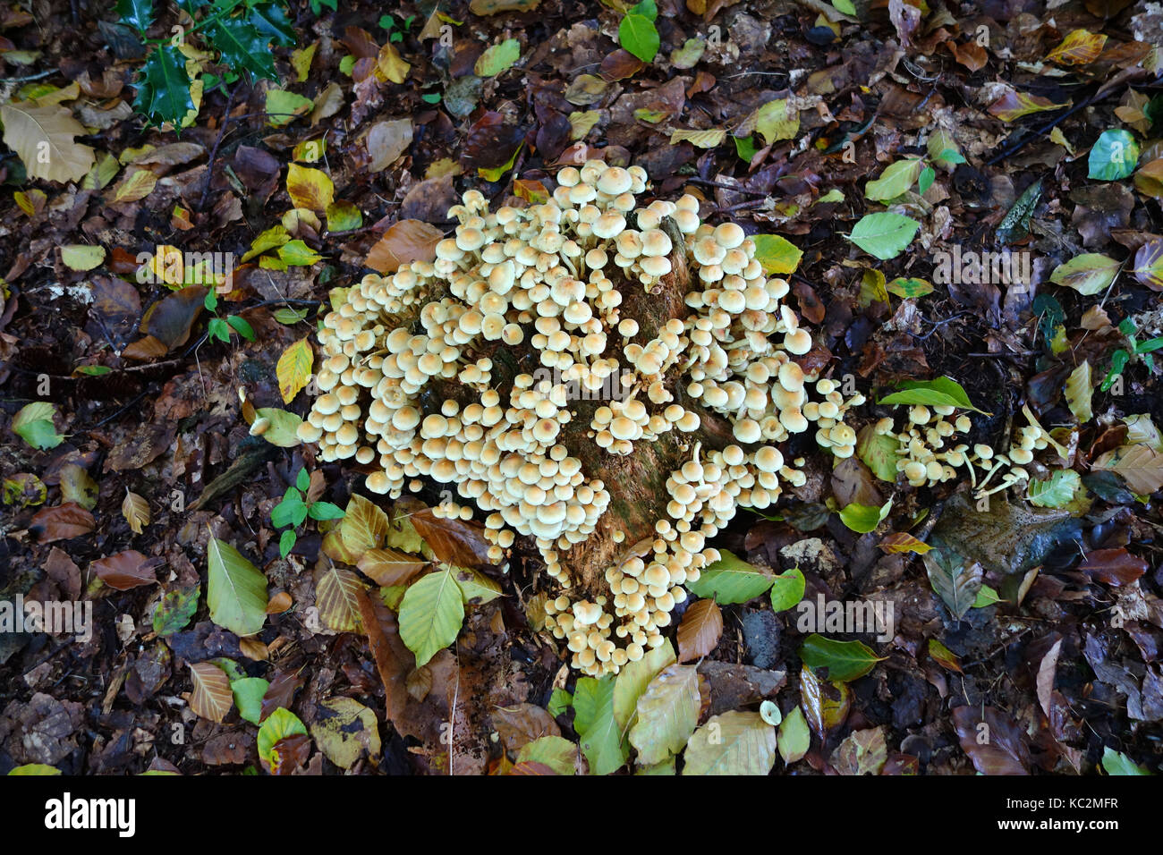 Hundreds of small woodland fungi growing in woodlands Uk Stock Photo ...