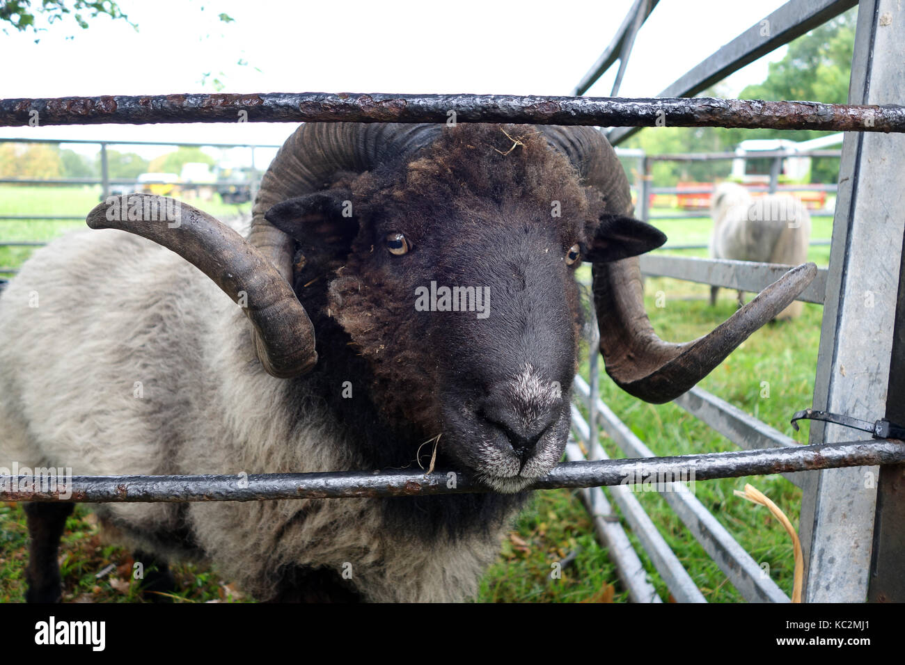 Farm Ram behind farm fence Uk Stock Photo - Alamy