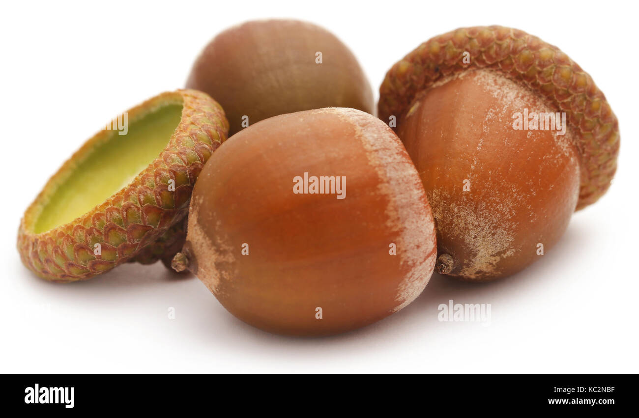 White oak tree quercus alba hi-res stock photography and images - Alamy