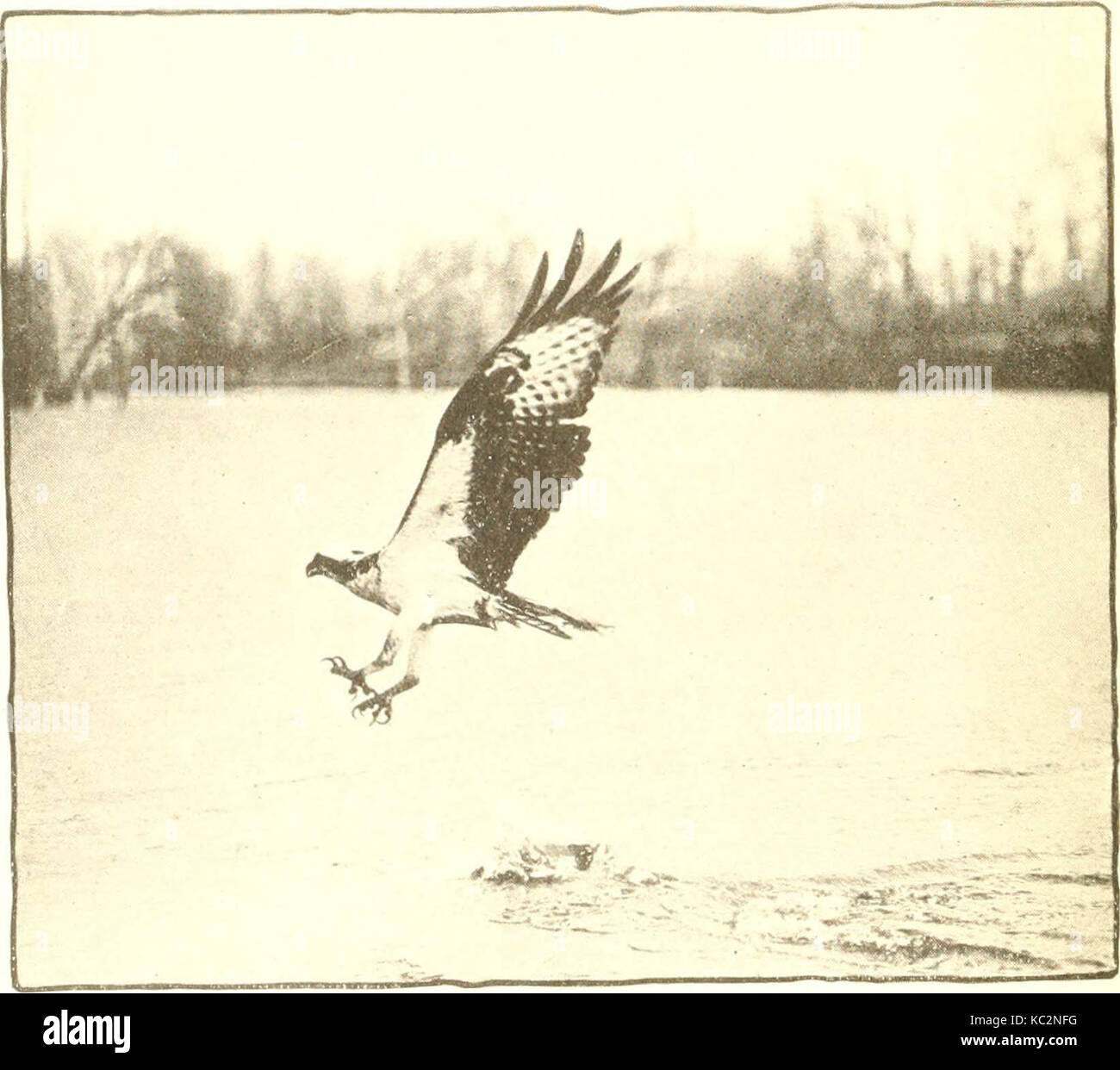 Discussion animals hi-res stock photography and images - Alamy