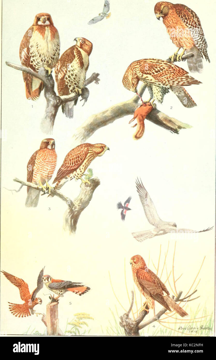 Discussion animals hi-res stock photography and images - Alamy