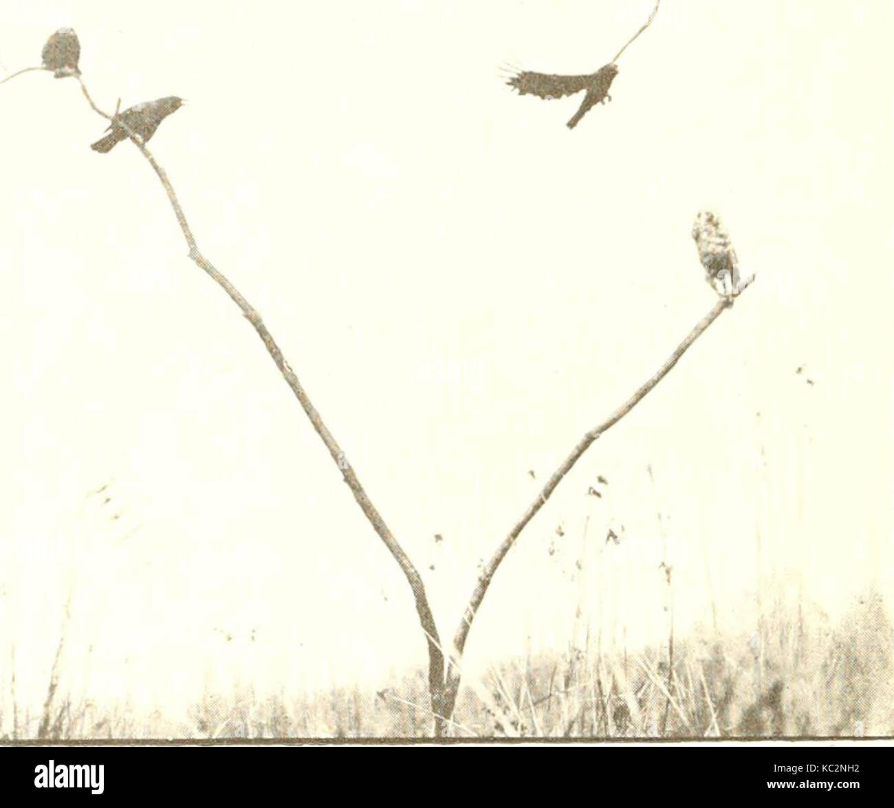 Discussion animals hi-res stock photography and images - Alamy