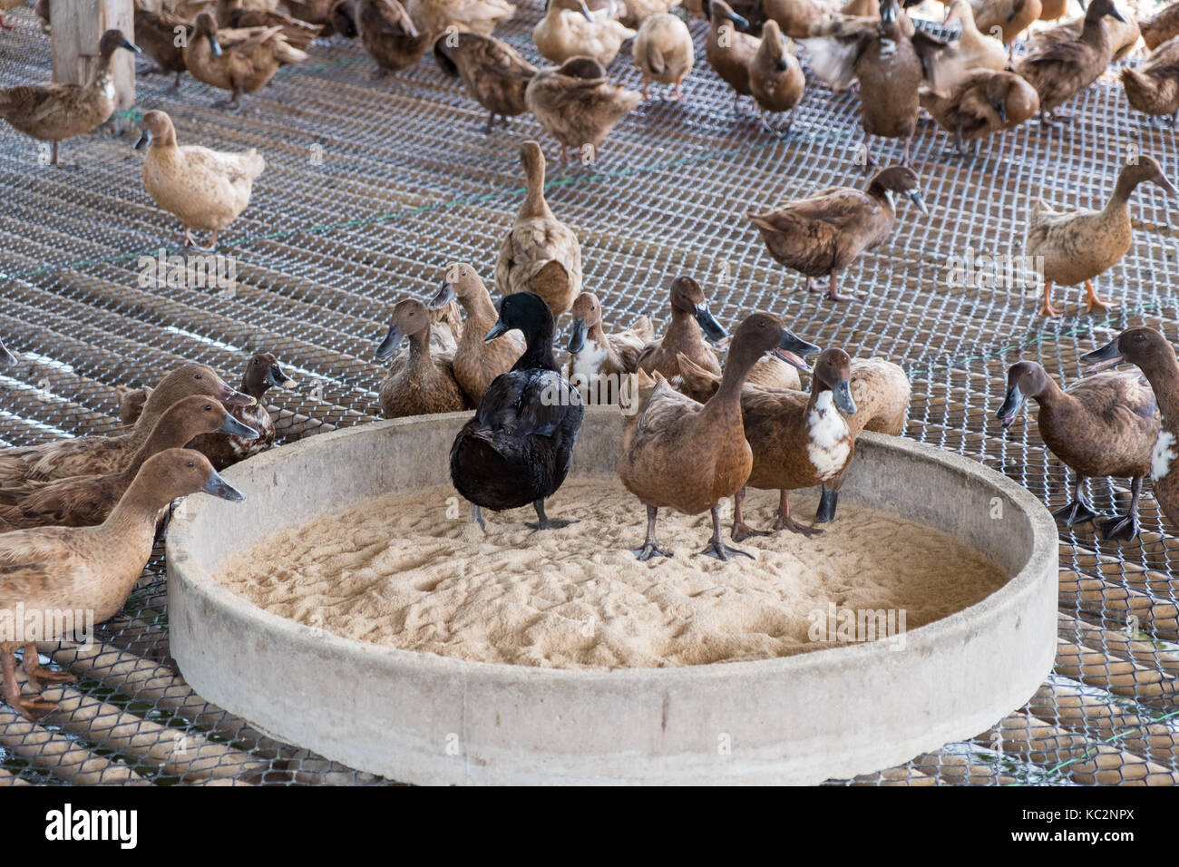 Duck eating food in farm, traditional farming in Thailand Stock Photo ...