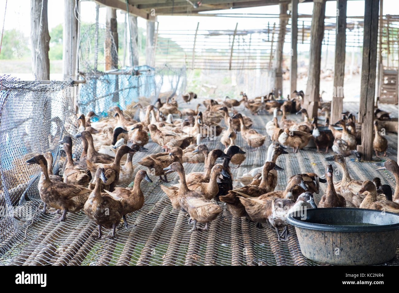 Duck eating food in farm, traditional farming in Thailand Stock Photo ...