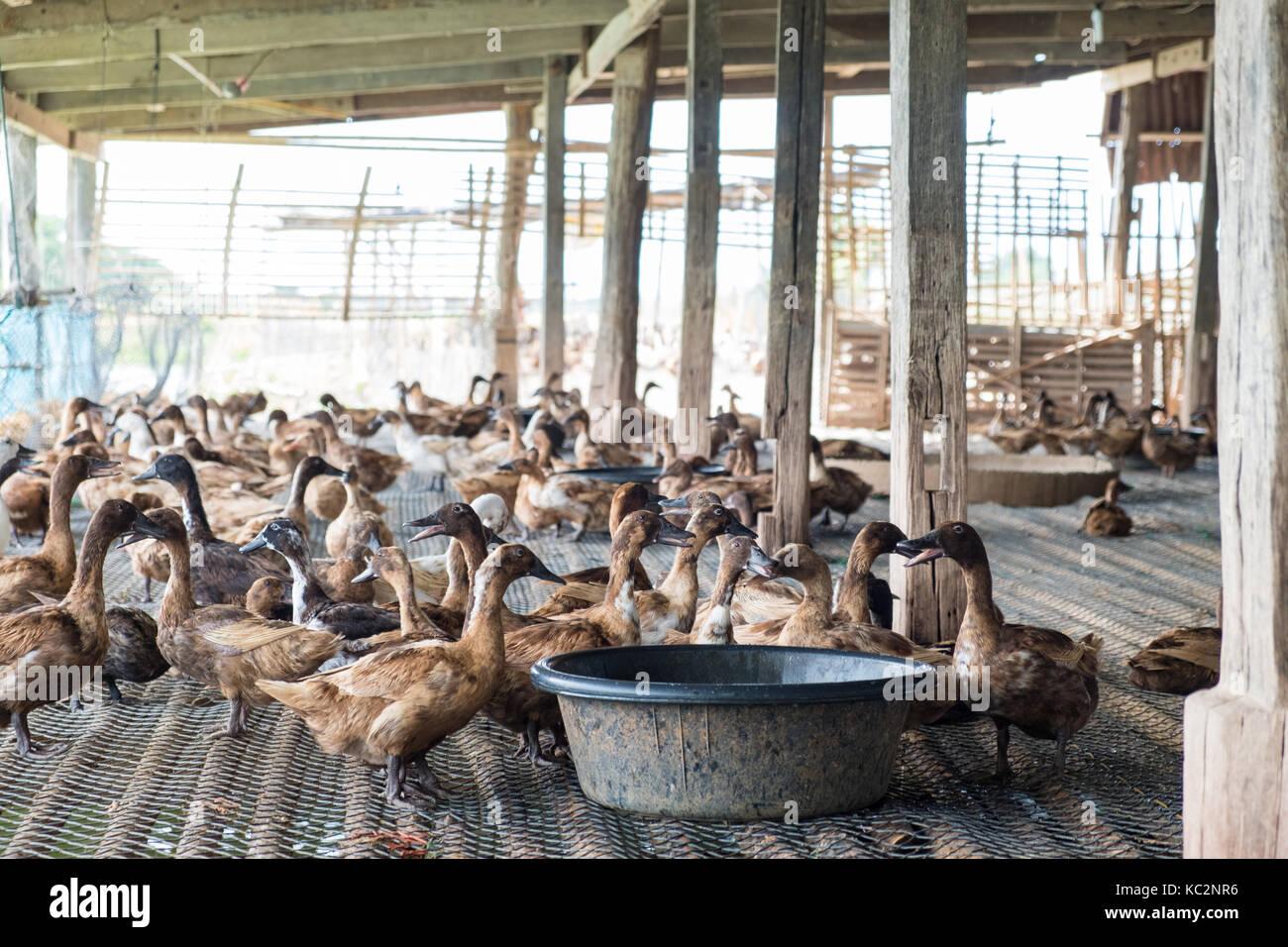 Duck eating food in farm, traditional farming in Thailand Stock Photo ...