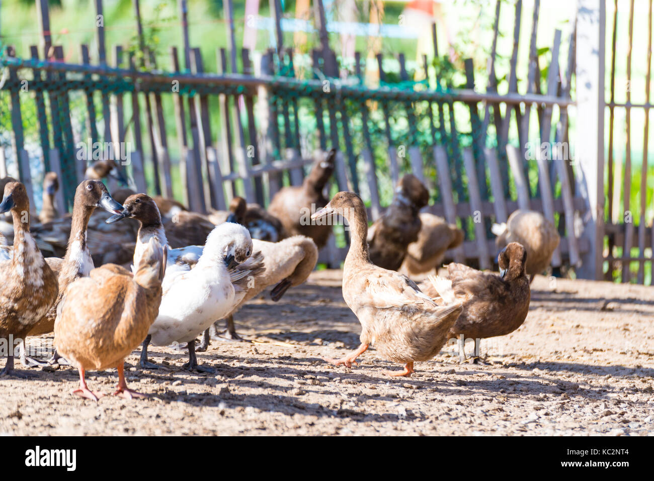 Ducks in farm, traditional farming in Thailand, animal farm Stock Photo ...