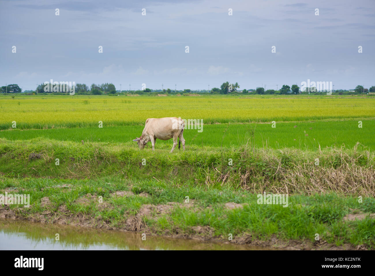 Cow eating grass or rice straw in rice field with blue sky rural or ...