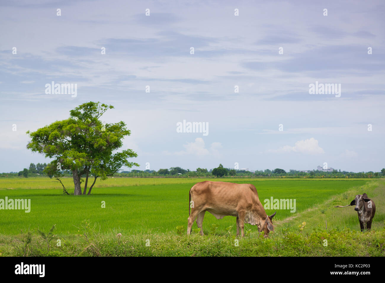 Cow eating grass or rice straw in rice field with blue sky rural or ...