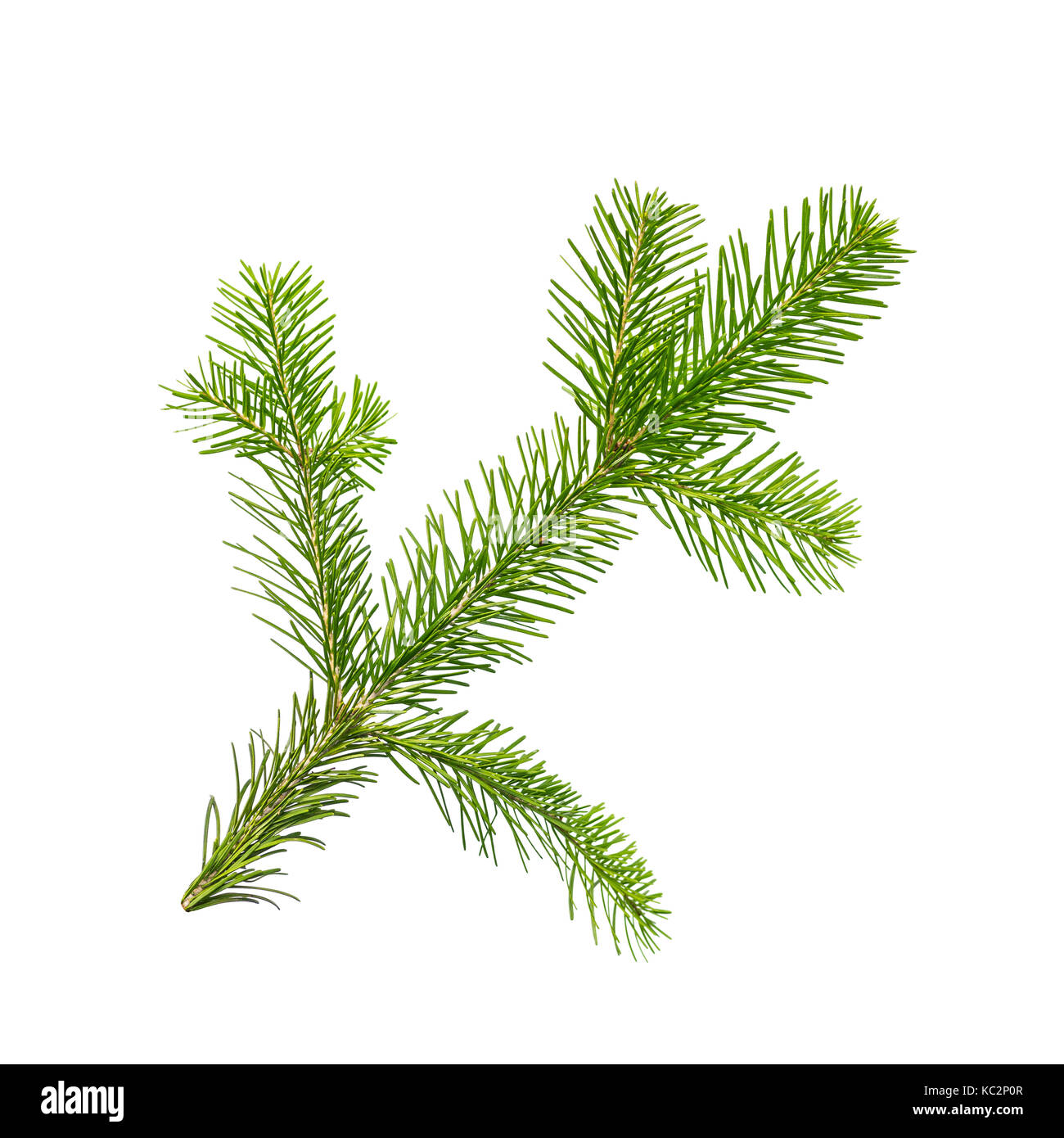 Fir pine tree spruce Cut Out Stock Images & Pictures - Alamy
