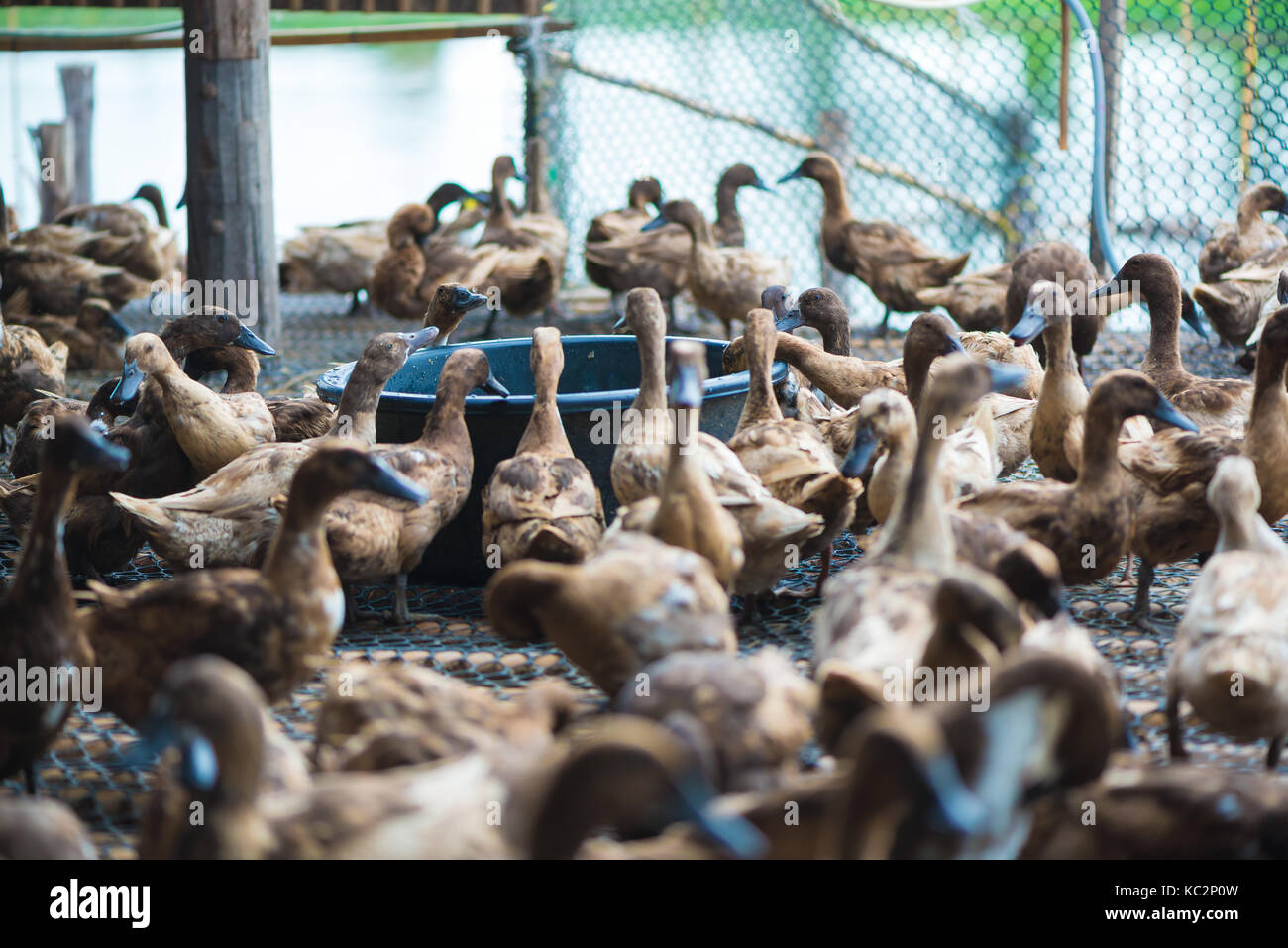 Duck eating food in farm, traditional farming in Thailand Stock Photo ...