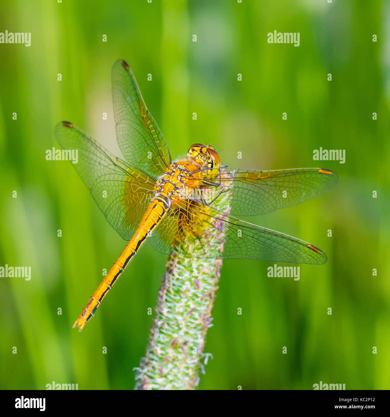 Dragonfly on Plant Spike Stock Photo - Alamy